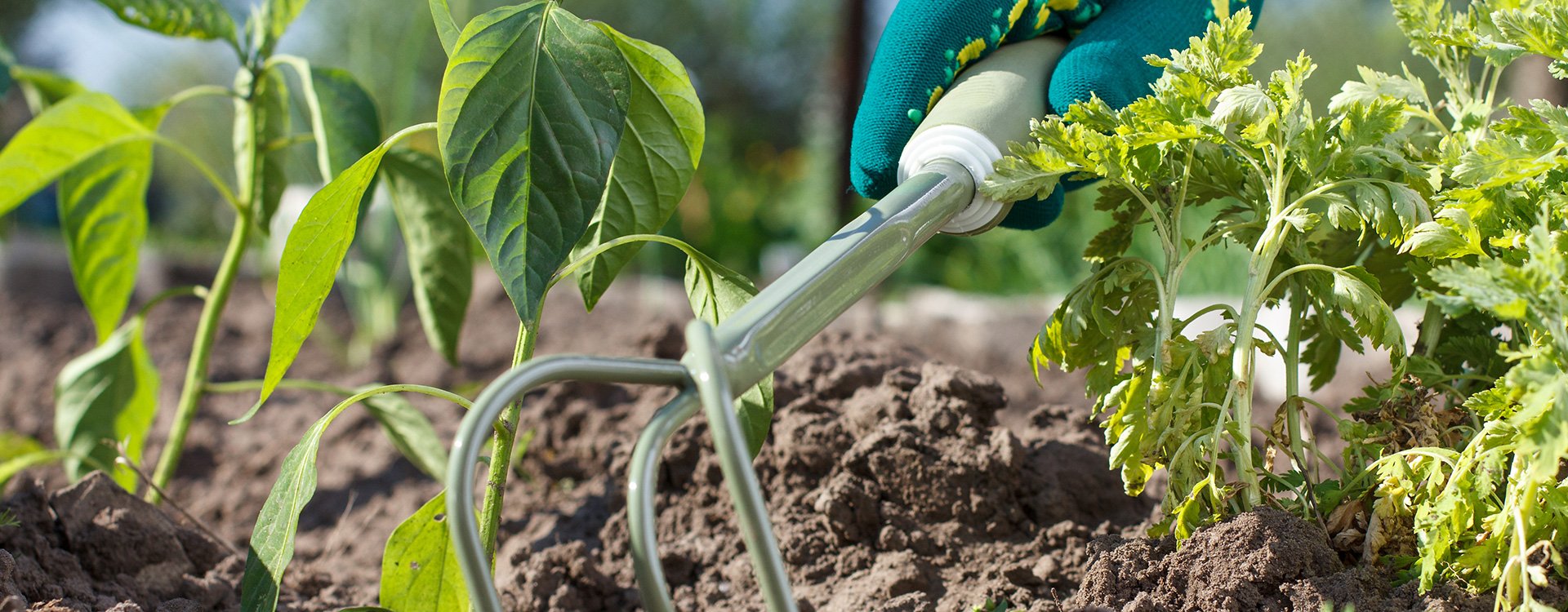 The Growers Glade – Cultivating Excellence in Nature's Bounty