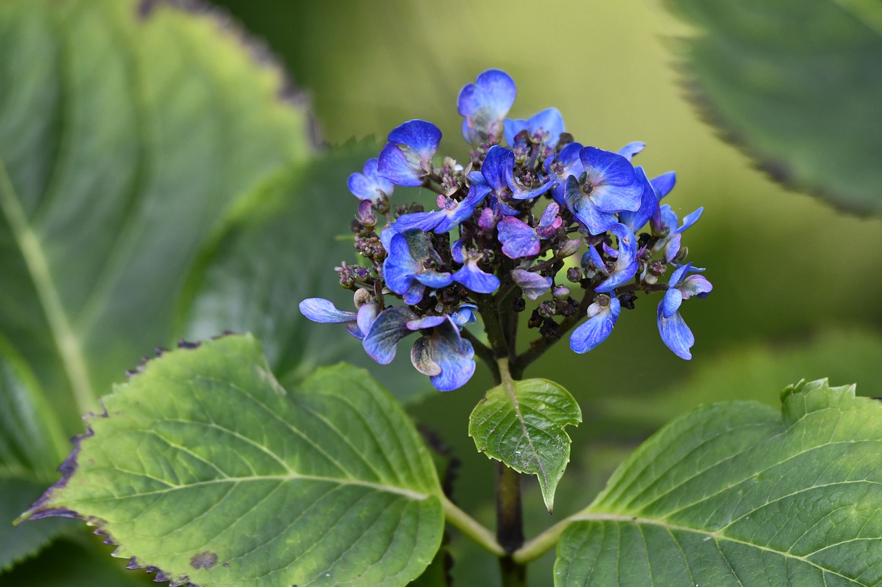 The Growers Glade – Cultivating Excellence in Nature's Bounty